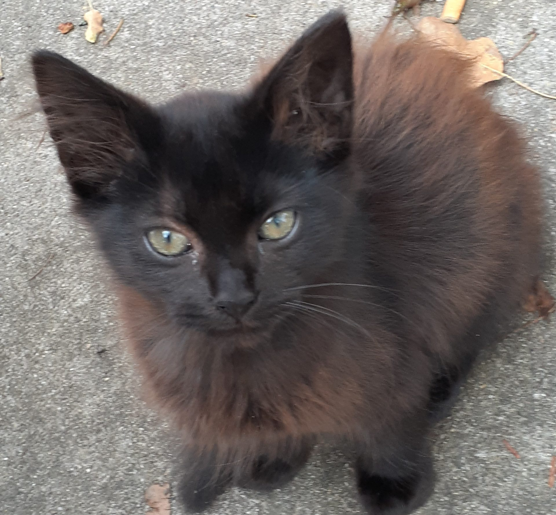 Indianapolis nonprofit Hoosier Fix helps spay and neuter pets