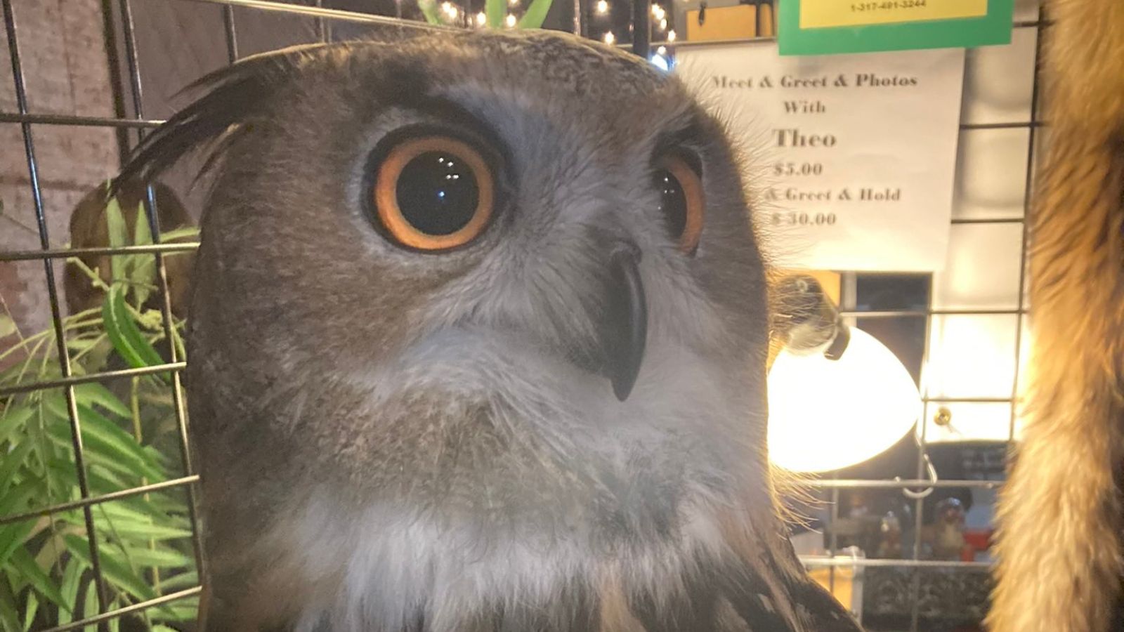 32 things to do in October in Indianapolis