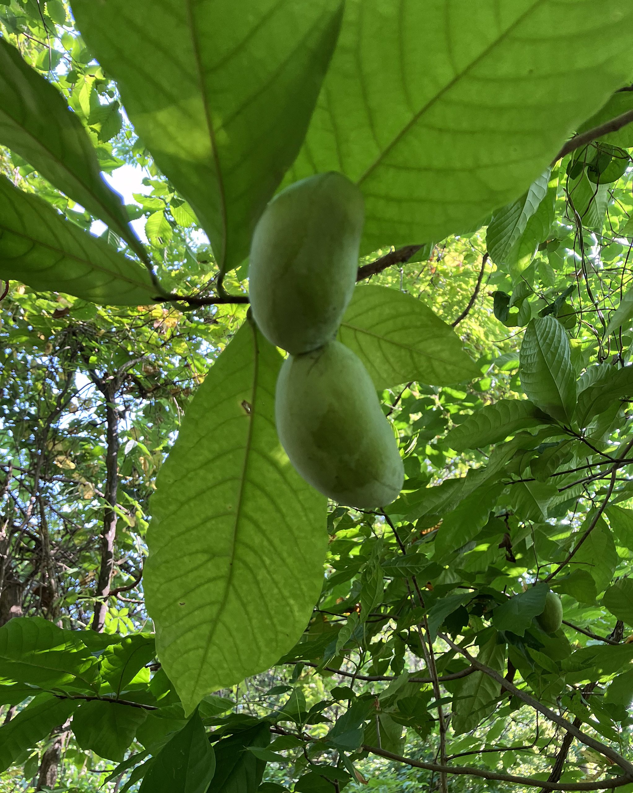 Pawpaw hunting: Where to find the “Indiana banana”